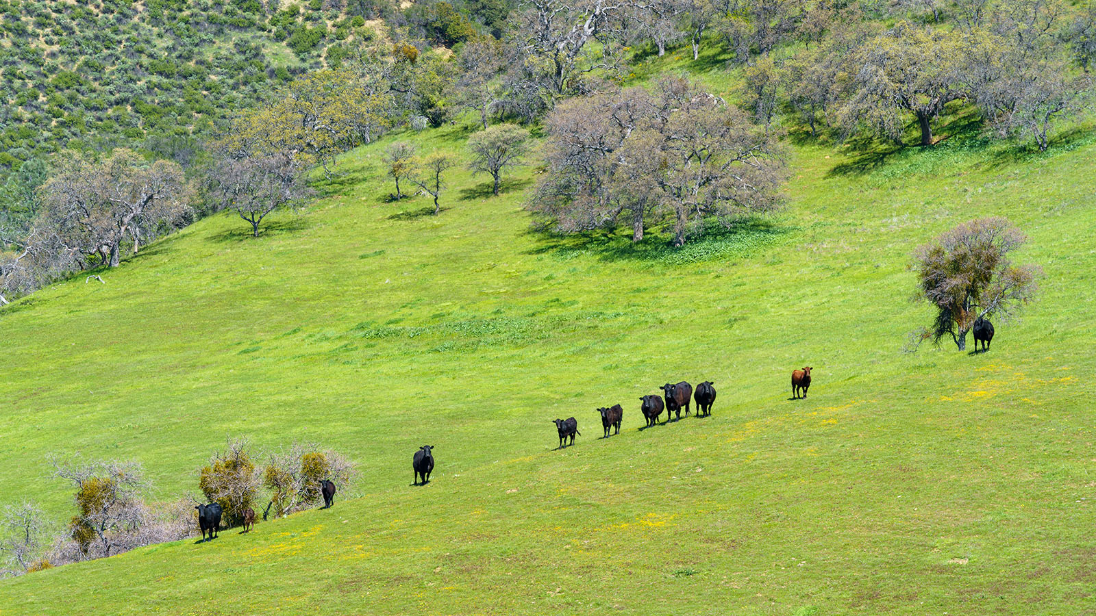 Clark Company | JL Ranch