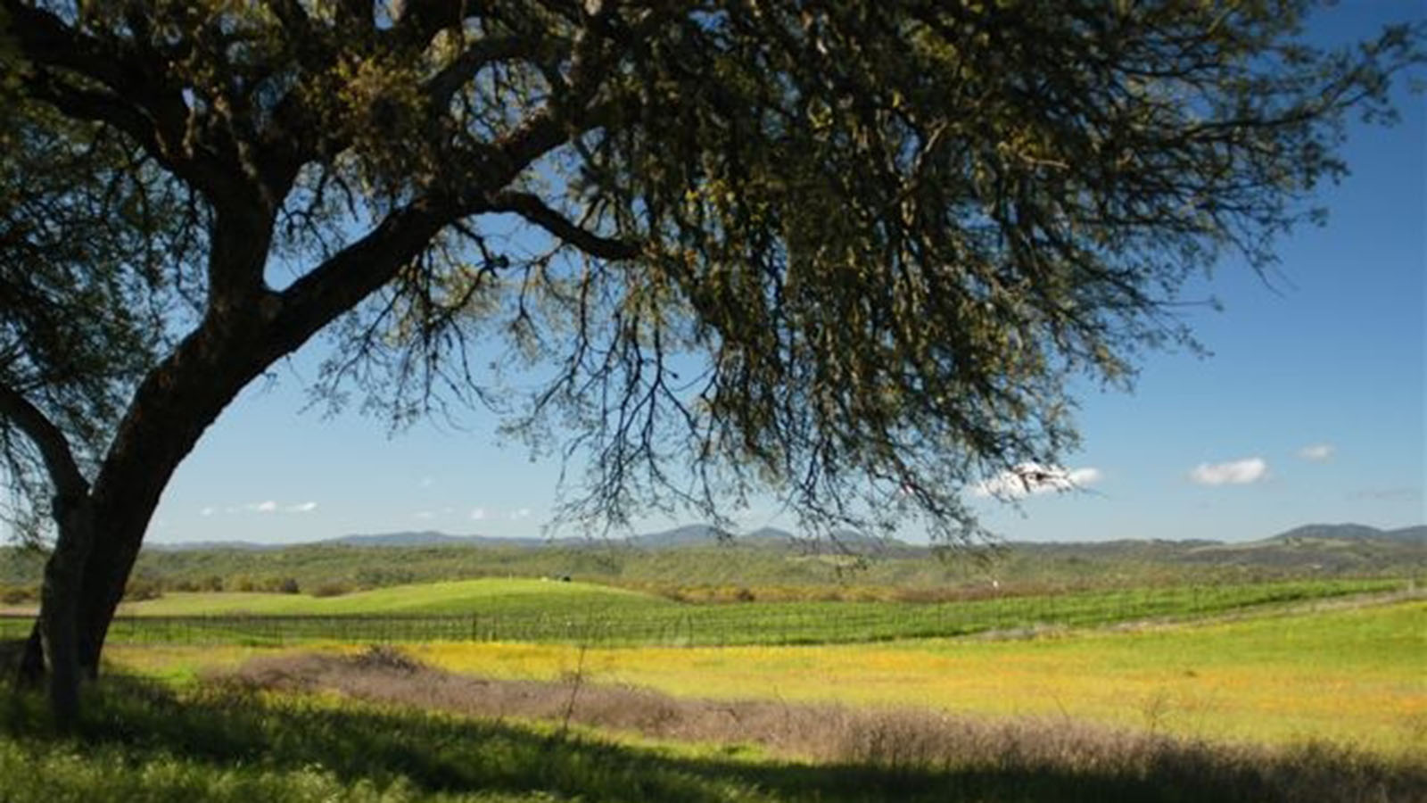 Vineyard View - Parcel A | Clark Company Ranch Real Estate